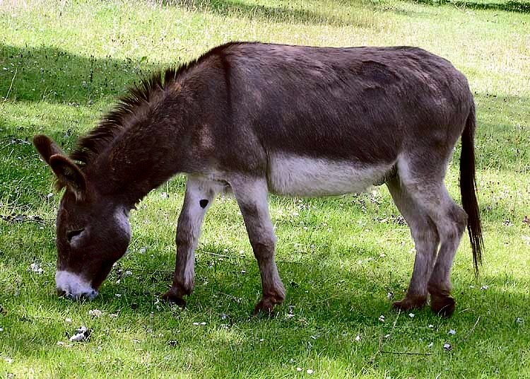 A terapia do burro ajuda pacientes psiquiátricos a encontrar nova ...
