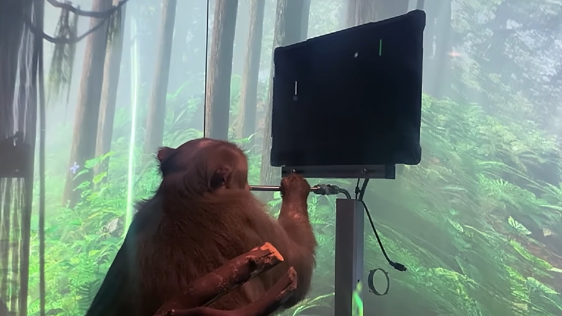 Macaco joga Pong com a mente - - Gamereactor